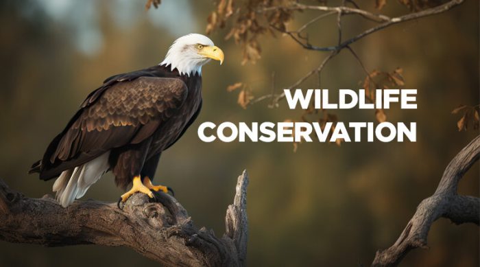 Top 13 Grants for Wildlife Conservation Projects - GrantNews
